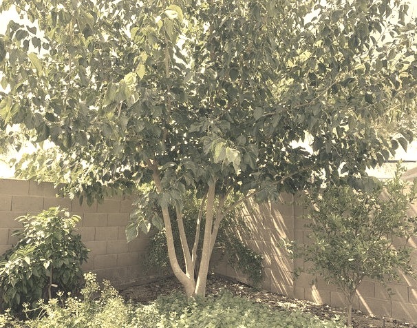 Landscape Phoenix – Roger Haddad